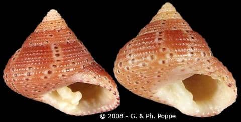 TROCHIDAE - Gastropods by Eddie Hardy