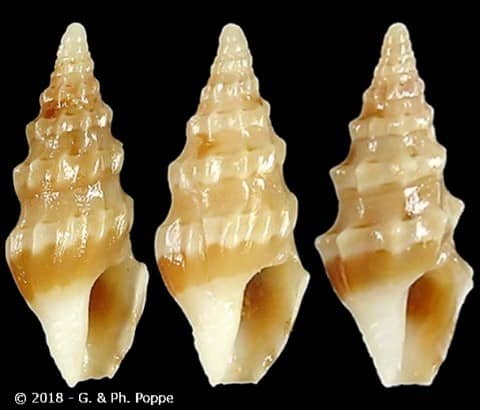 Clavus protentus - Gastropods by Eddie Hardy