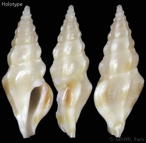 DRILLIIDAE - Gastropods by Eddie Hardy
