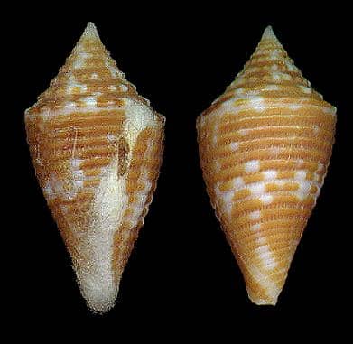 Conus (Turriconus) acutangulus - Gastropods by Eddie Hardy