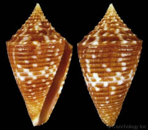 Conus (Turriconus) acutangulus - Gastropods by Eddie Hardy