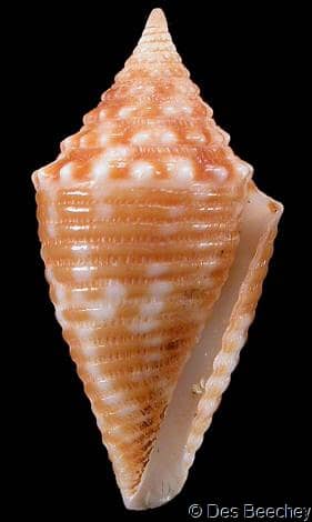 Conus (Turriconus) acutangulus - Gastropods by Eddie Hardy