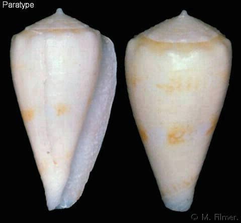 CONIDAE CONINAE - Gastropods by Eddie Hardy