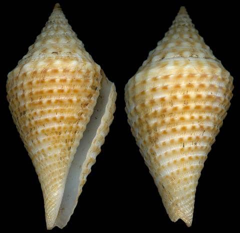 Conasprella armiger - Gastropods by Eddie Hardy