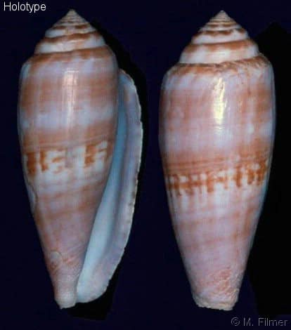 conidae - Gastropods by Eddie Hardy