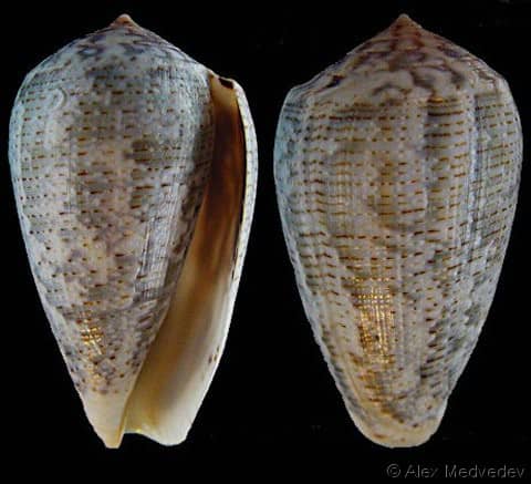 Conus (Pionoconus) barbara - Gastropods by Eddie Hardy