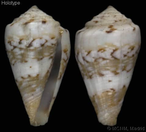 conidae - Gastropods by Eddie Hardy