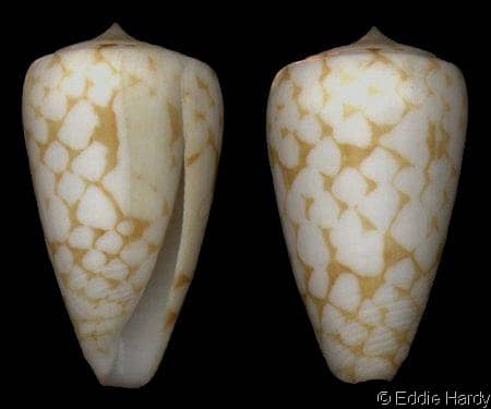 conidae - Gastropods by Eddie Hardy