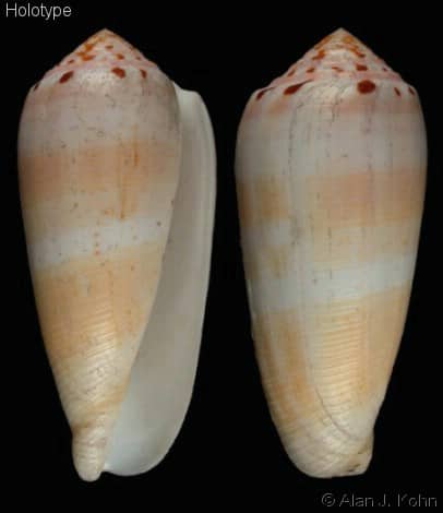 Conidae - Gastropods by Eddie Hardy