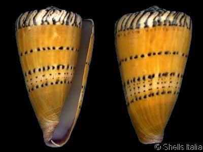 Conus (Rhizoconus) mustelinus - Gastropods by Eddie Hardy