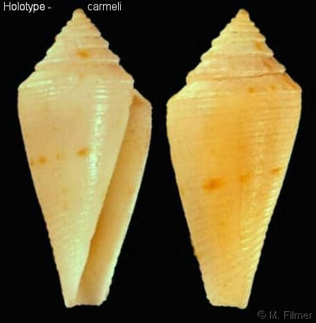 conidae - Gastropods by Eddie Hardy