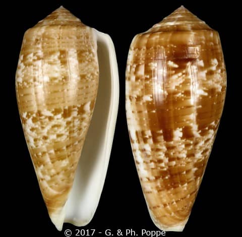 Conidae - Gastropods by Eddie Hardy