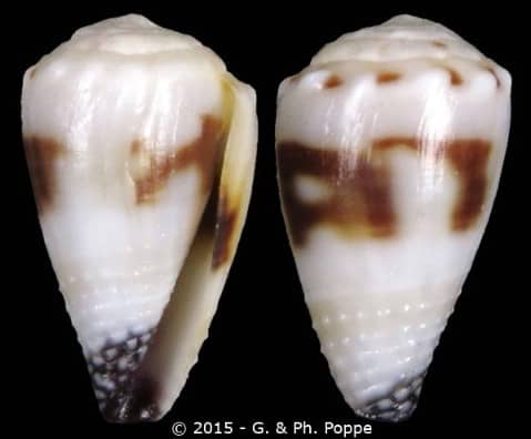 Conus (Harmoniconus) musicus ceylanensis (var.) - Gastropods by Eddie Hardy
