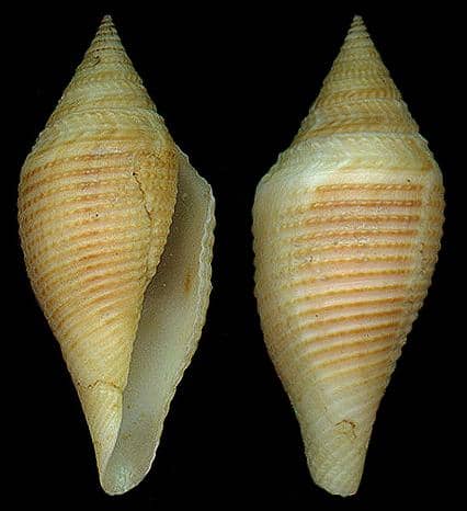 CONIDAE CONINAE - Gastropods by Eddie Hardy
