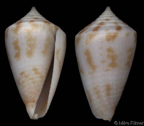 conidae - Gastropods by Eddie Hardy
