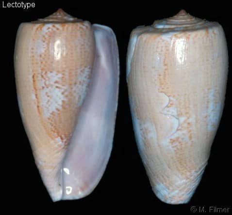 conidae - Gastropods by Eddie Hardy