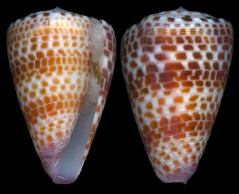 Tesselliconus tessulatus edaphus - Gastropods by Eddie Hardy