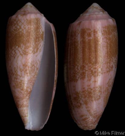 conidae - Gastropods by Eddie Hardy