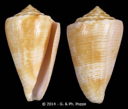 CONIDAE CONINAE - Gastropods by Eddie Hardy