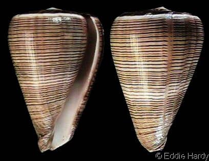 Conus (Dendroconus) figulinus - Gastropods by Eddie Hardy