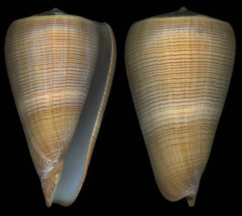 Conus (Dendroconus) figulinus - Gastropods by Eddie Hardy