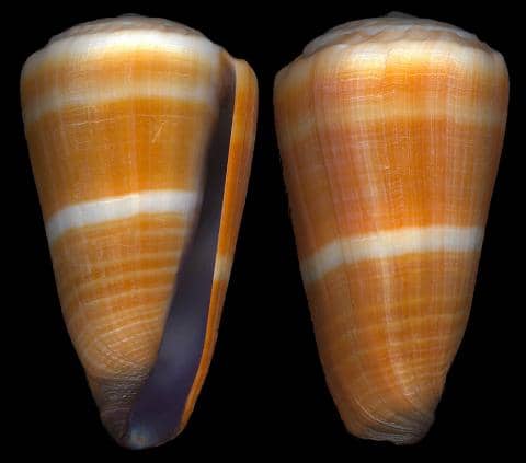 Conus (Lividoconus) flavidus - Gastropods by Eddie Hardy