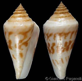 Conus (Sciteconus) gradatulus gradatulus - Gastropods by Eddie Hardy
