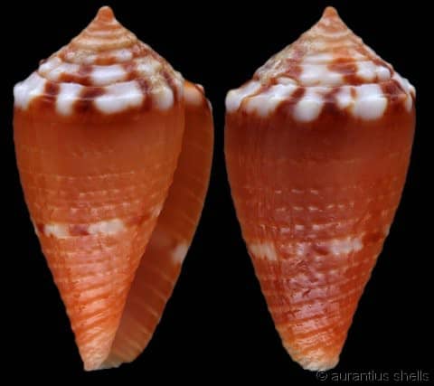 conidae - Gastropods by Eddie Hardy