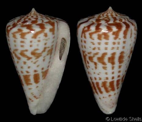 Conus (Phasmoconus) inscriptus inscriptus - Gastropods by Eddie Hardy