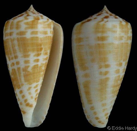 Conus (Phasmoconus) inscriptus inscriptus - Gastropods by Eddie Hardy
