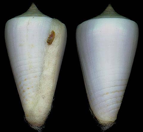 Conus (Phasmoconus) inscriptus inscriptus - Gastropods by Eddie Hardy