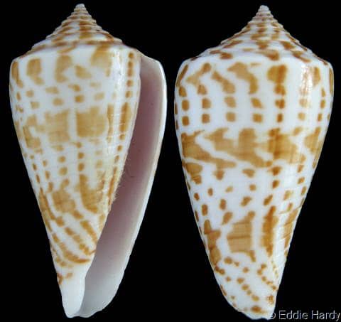 Conus (Phasmoconus) inscriptus inscriptus - Gastropods by Eddie Hardy