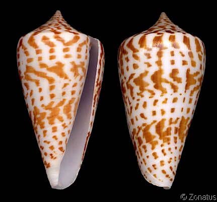 Conus (Phasmoconus) inscriptus inscriptus - Gastropods by Eddie Hardy