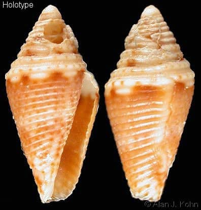 Conidae - Gastropods by Eddie Hardy