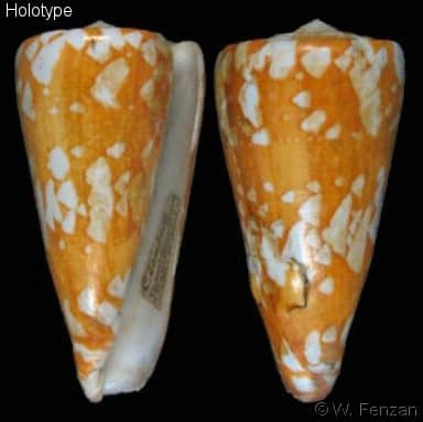 CONIDAE CONINAE - Gastropods by Eddie Hardy