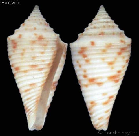 conidae - Gastropods by Eddie Hardy