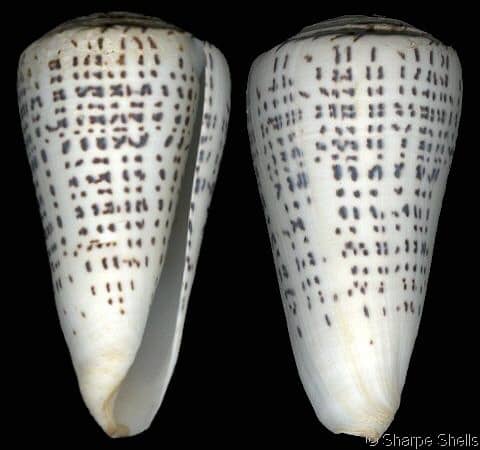Conus (Lithoconus) leopardus - Gastropods by Eddie Hardy