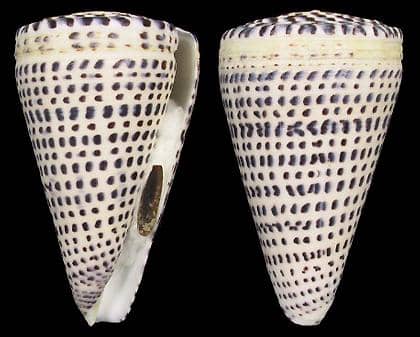 Conus (Lithoconus) leopardus - Gastropods by Eddie Hardy
