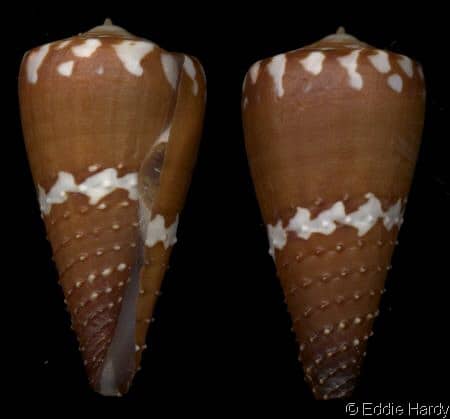 Conidae - Gastropods by Eddie Hardy