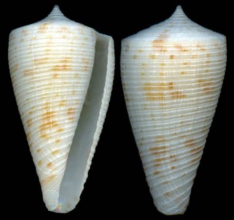 conidae - Gastropods by Eddie Hardy