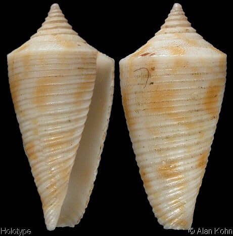 conidae - Gastropods by Eddie Hardy