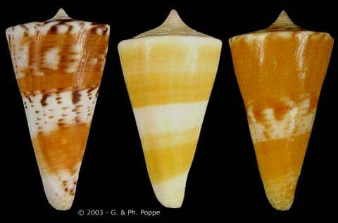 CONIDAE CONINAE - Gastropods by Eddie Hardy