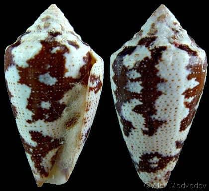 Conus (Stephanoconus) mappa trinitarius - Gastropods by Eddie Hardy