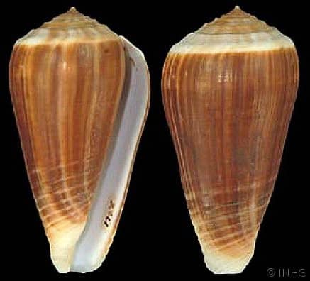 conidae coninae - Gastropods by Eddie Hardy
