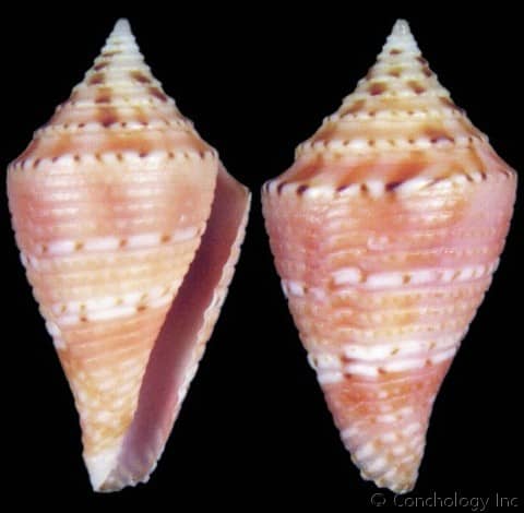 conidae - Gastropods by Eddie Hardy