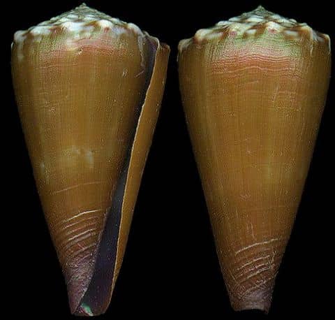 Conidae - Gastropods by Eddie Hardy