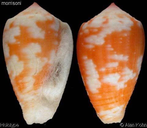 Conidae - Gastropods by Eddie Hardy