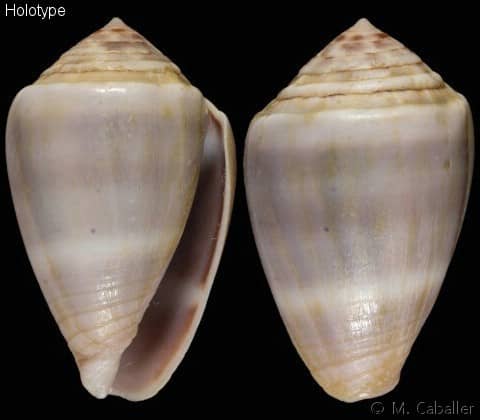 CONIDAE CONINAE - Gastropods by Eddie Hardy