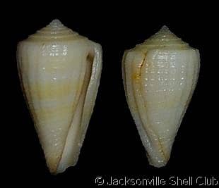 Conus (Kellyconus) patae - Gastropods by Eddie Hardy