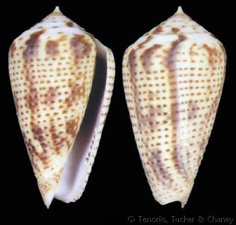 Conasprella perplexa - Gastropods by Eddie Hardy